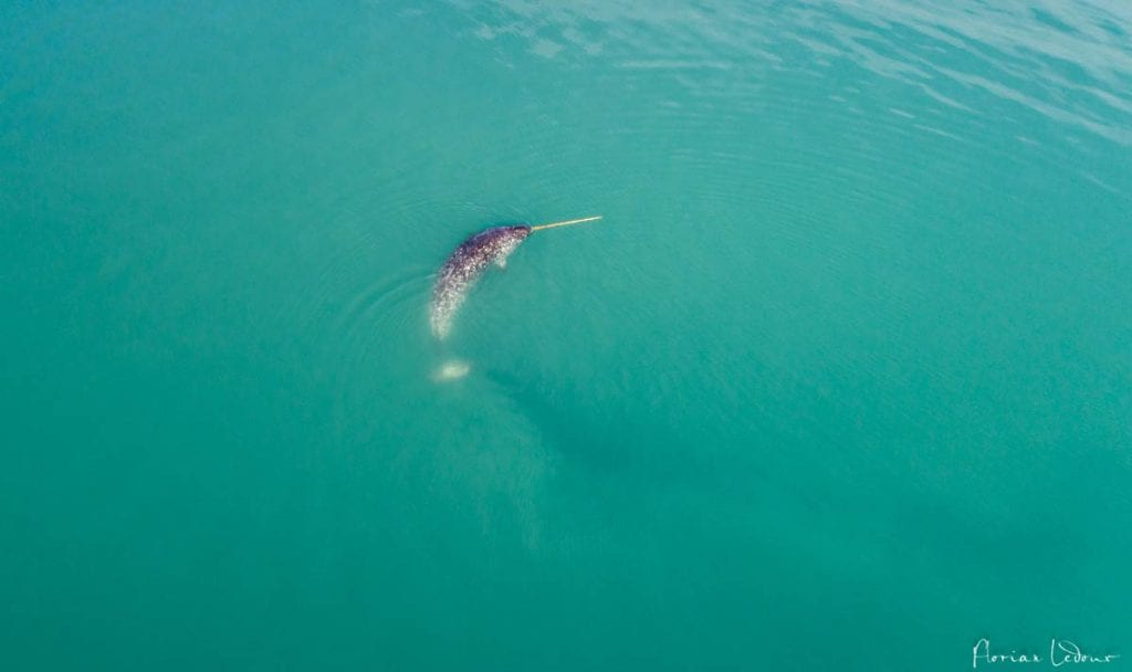 Florian Ledoux Captures Haunting Aerial Footage of Endangered Narwhal ...