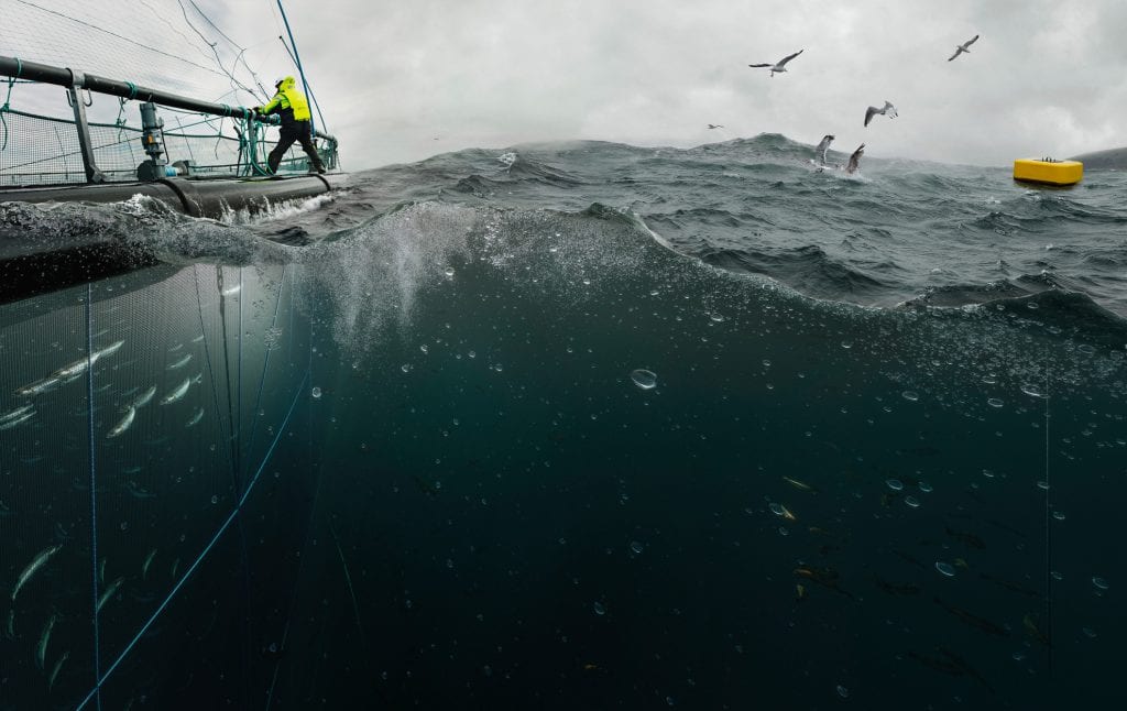 Blueye Pioneer Underwater Drone: A Disruptive Entry into the ROV World ...
