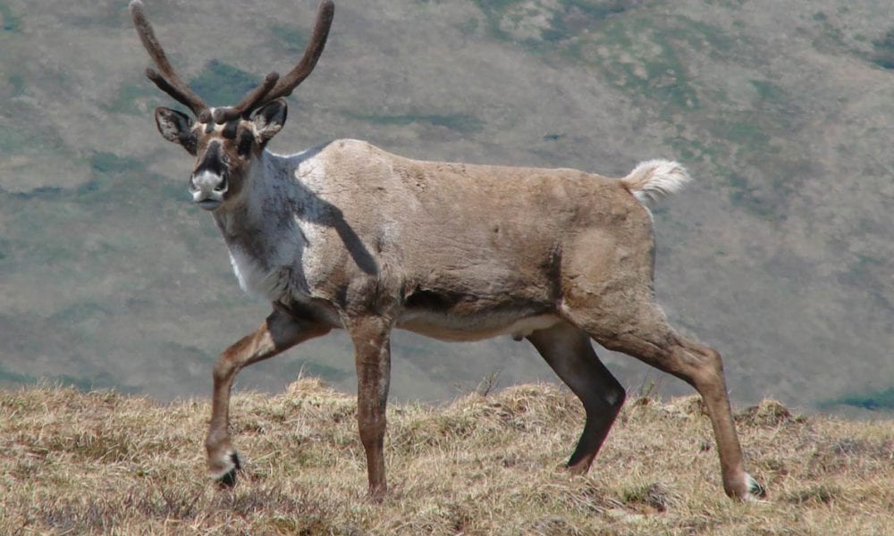 It's Complicated: Drone Research Reveals Caribou's Complex Social ...