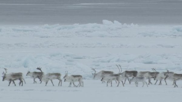 It's Complicated: Drone Research Reveals Caribou's Complex Social ...