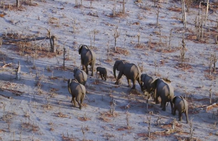 Drones Help SPOT Poachers in Action | Drone Below