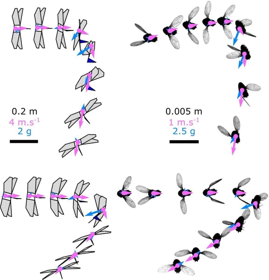 DelFly Nimble - A Bioinspired Autonomous, Free-Flying, Flapping Robot ...