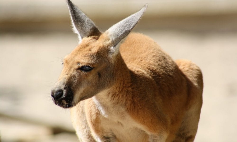 Research Looks at Kangaroo Behaviour to Drone-Based Monitoring | Drone ...