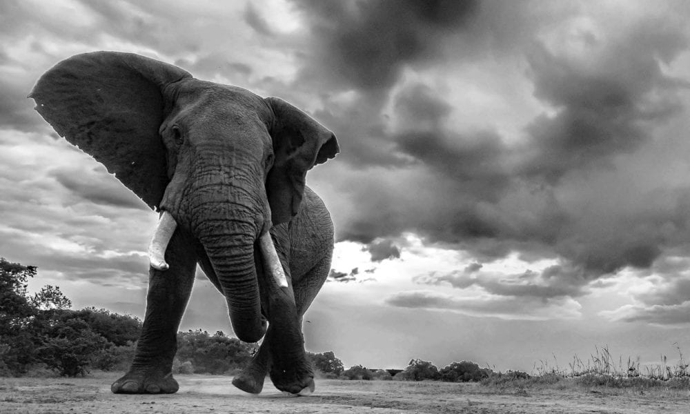 Using Drones and Sirens to Protect Rhinos from Poaching | Drone Below